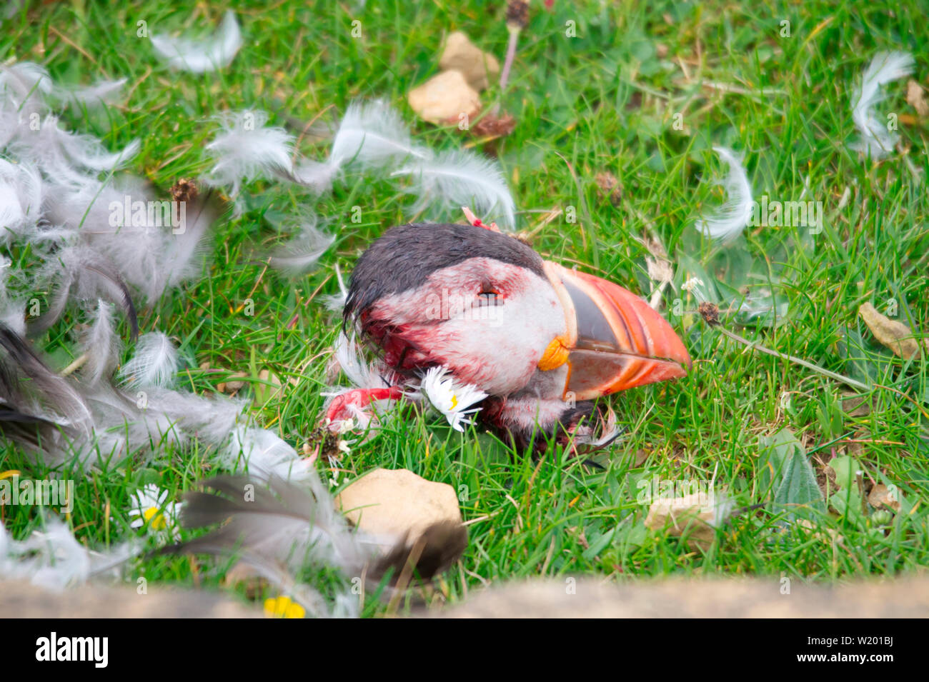 Puffin with head torn off by predator bird of prey Stock Photo - Alamy
