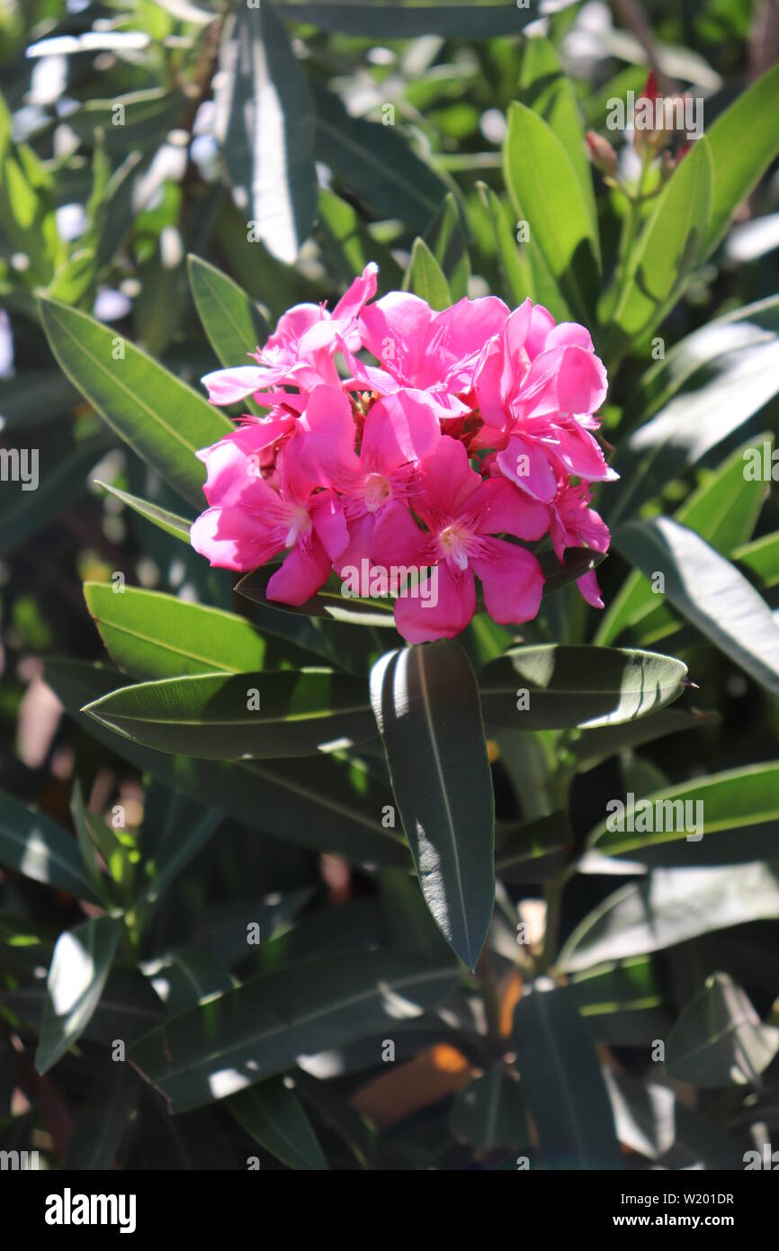 Bluming flowers hi-res stock photography and images - Alamy