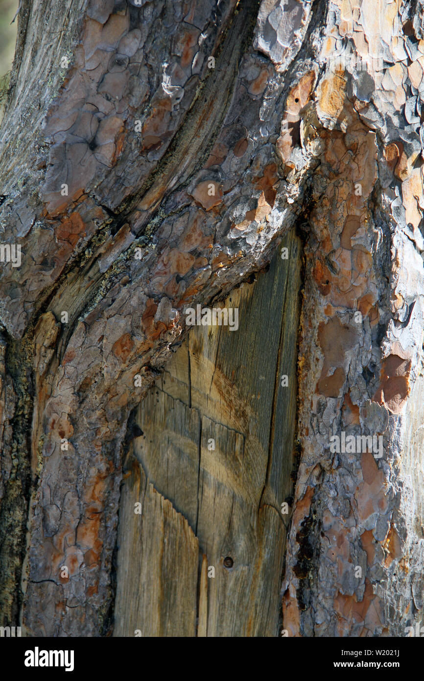 Tree bark pine natural pattern texture Stock Photo - Alamy