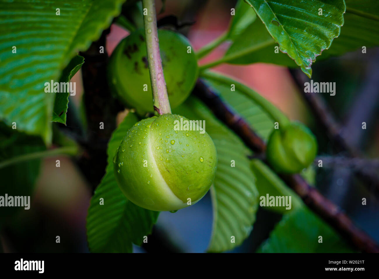 Indian apple tree hi-res stock photography and images - Alamy