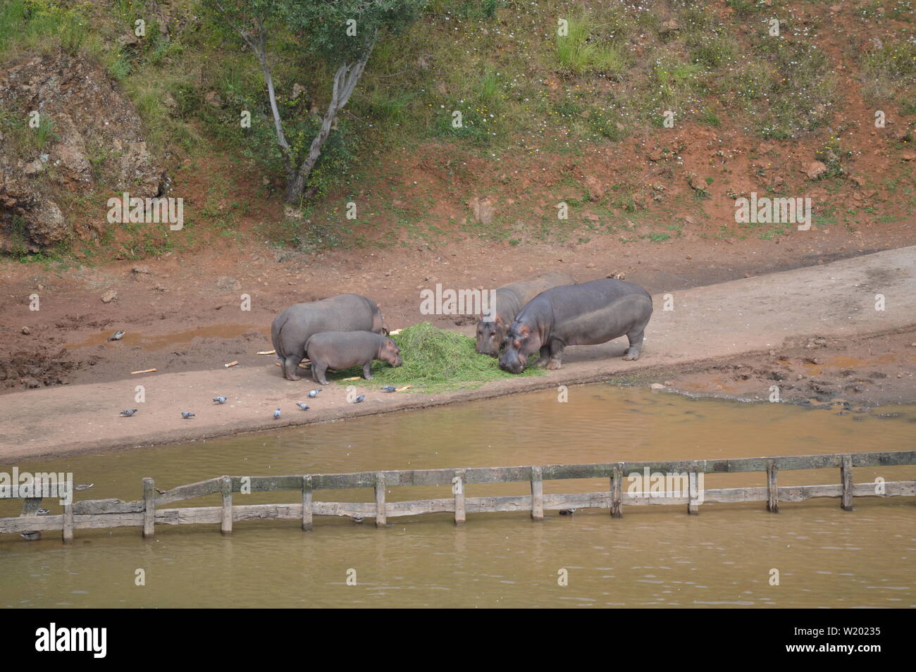 Baby dwarf hippopotamus hi-res stock photography and images - Alamy