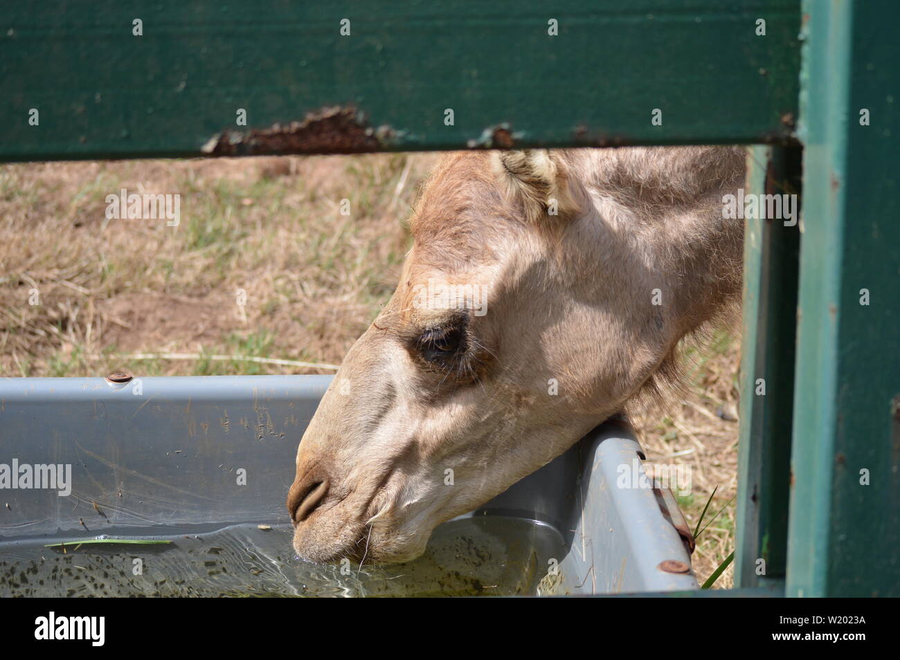 Portrait Of Dromedary Drinking Water The Natural Park Of Cabarceno Old ...