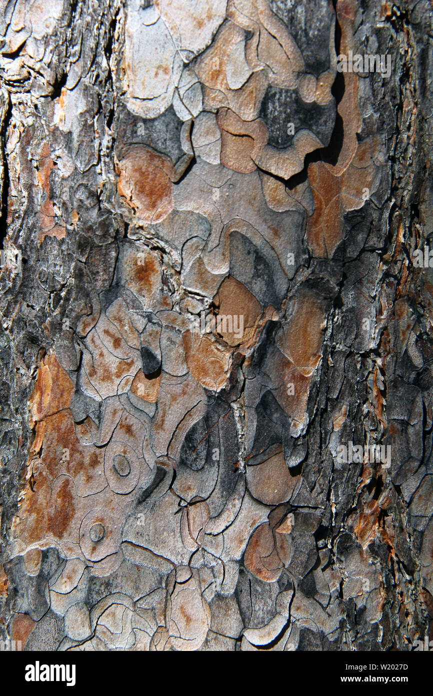 Tree bark pine natural pattern texture Stock Photo - Alamy