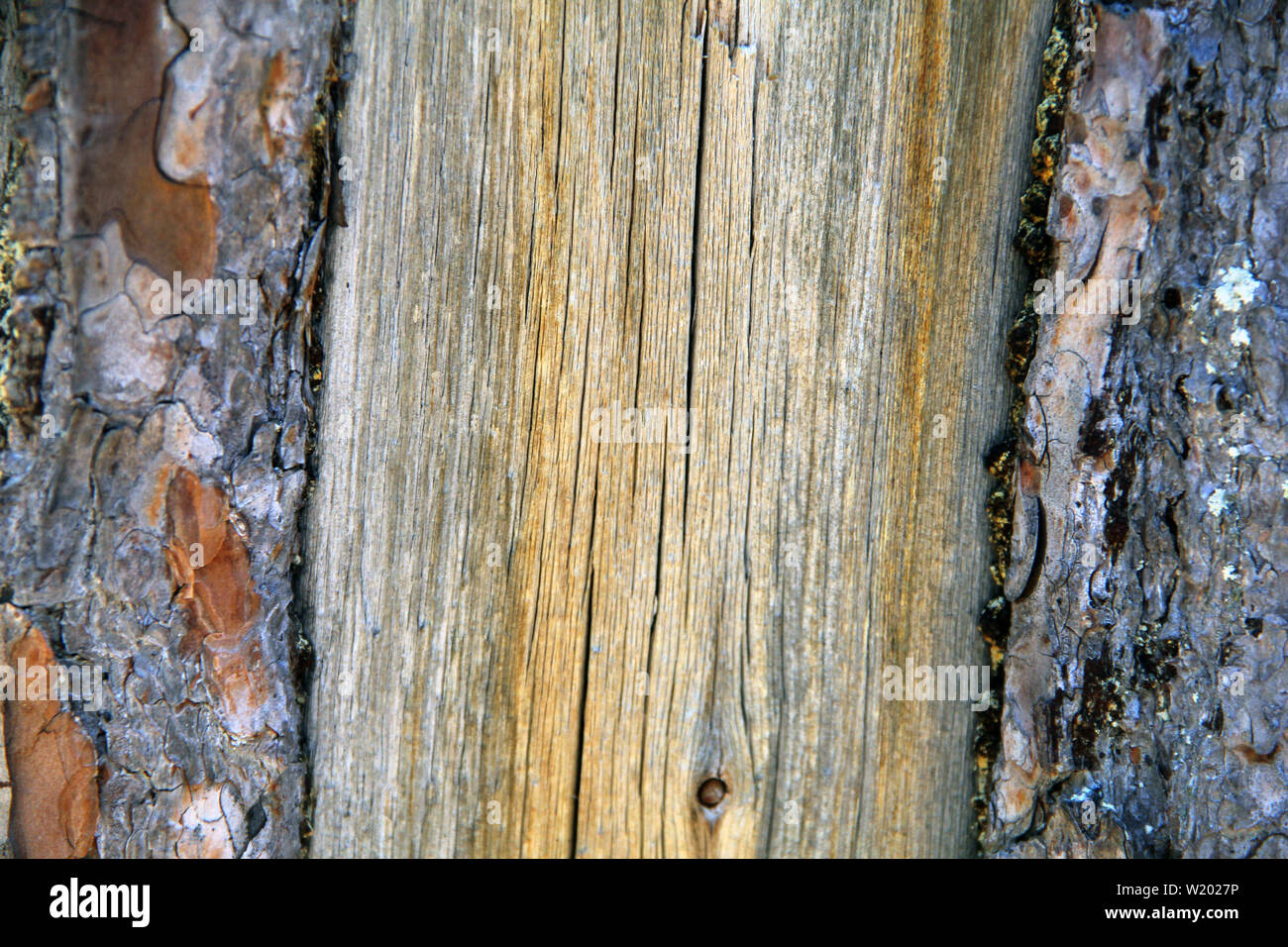 Tree bark pine natural pattern texture Stock Photo - Alamy