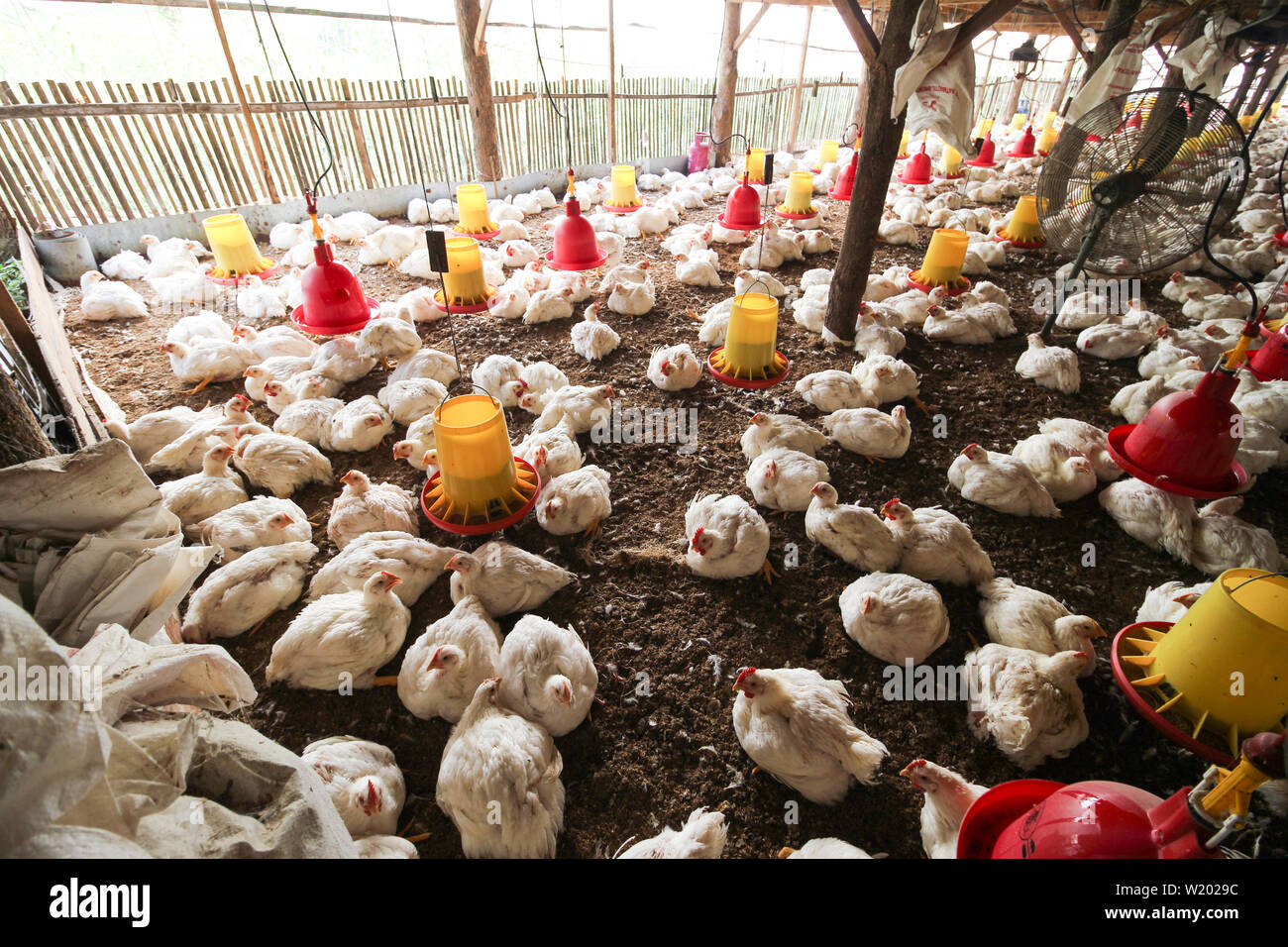 Indoors white chicken farm, chicken feeding Stock Photo - Alamy