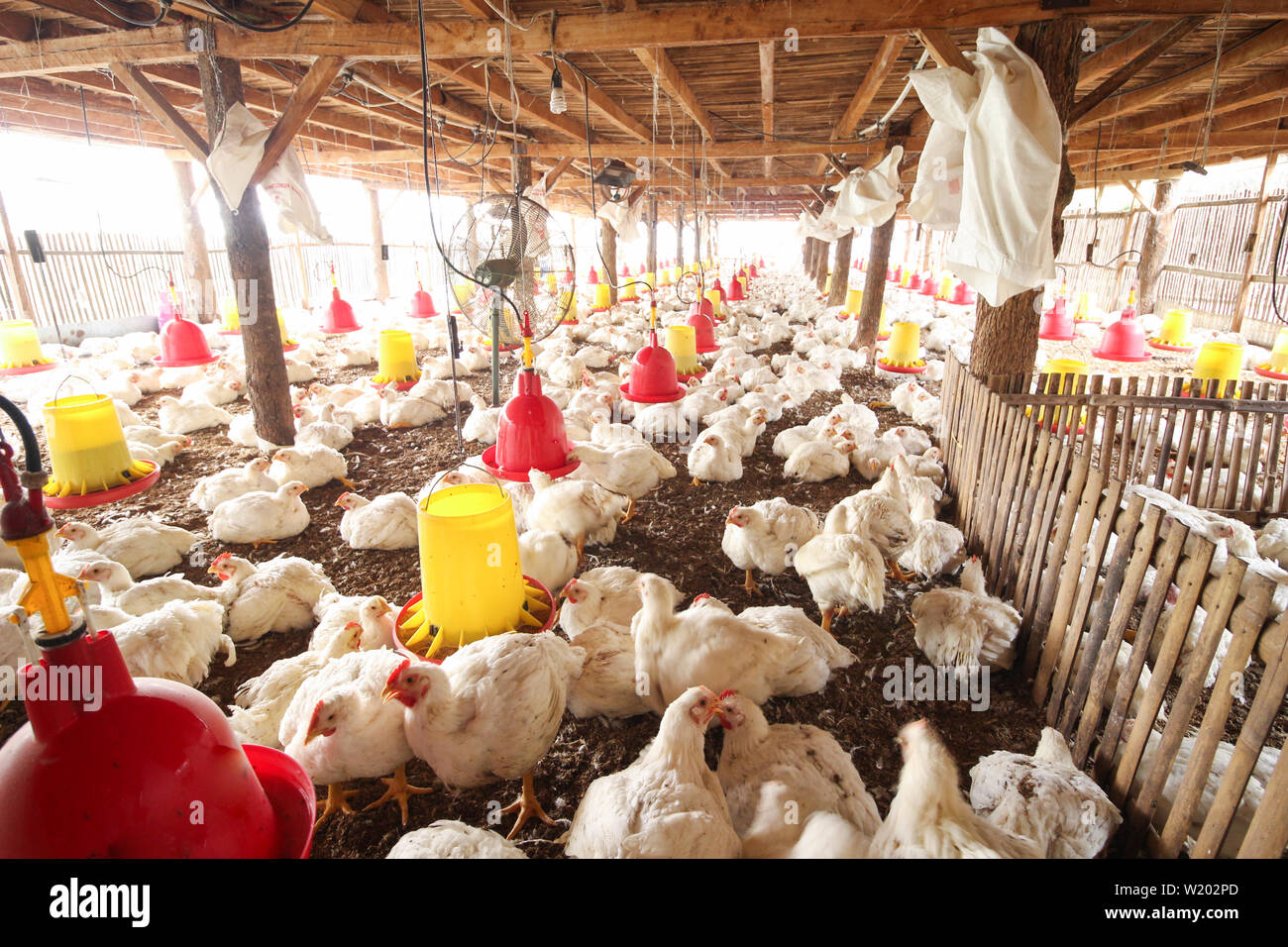 Indoors white chicken farm, chicken feeding Stock Photo - Alamy
