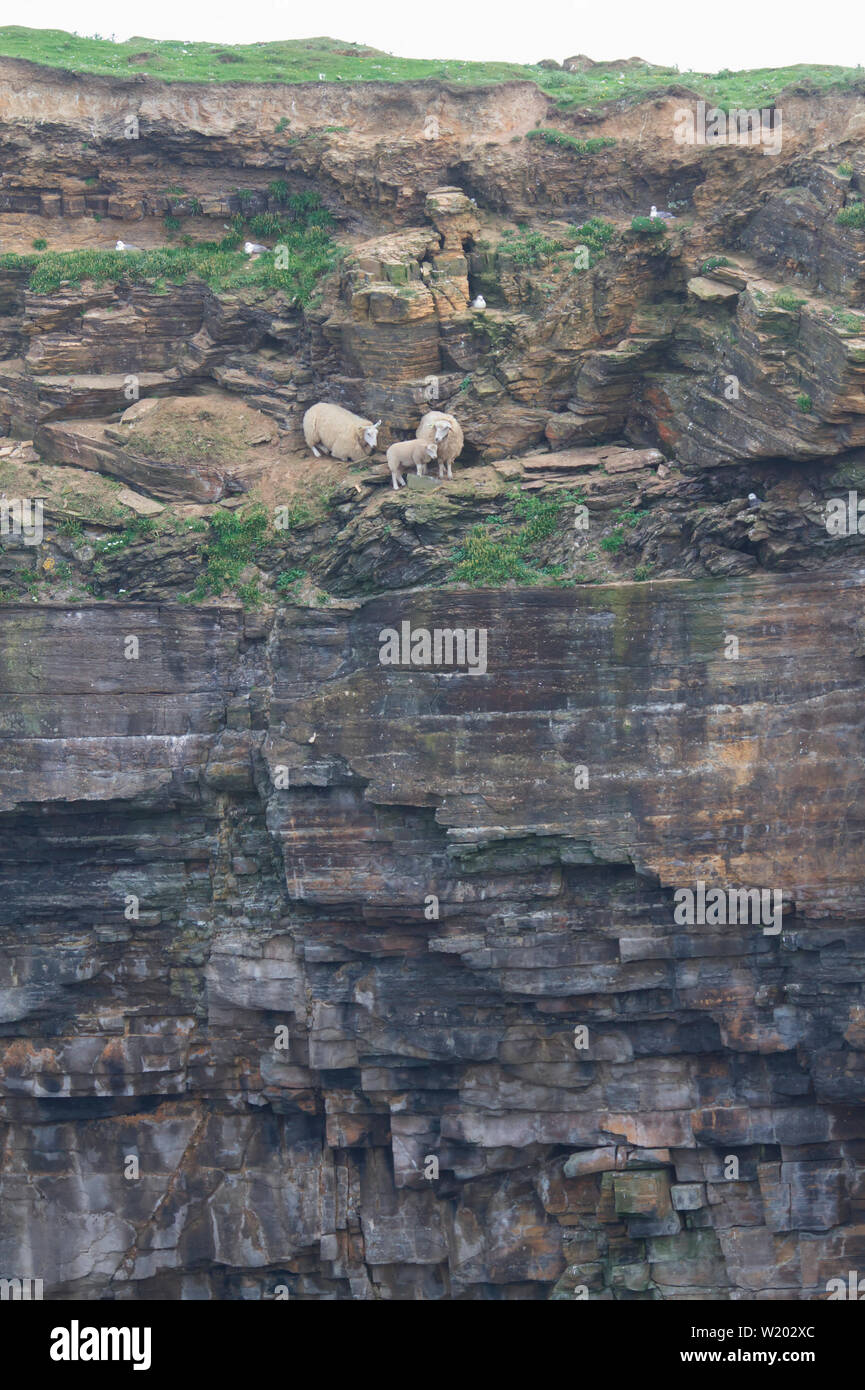 Sheep stuck cliff hi-res stock photography and images - Alamy