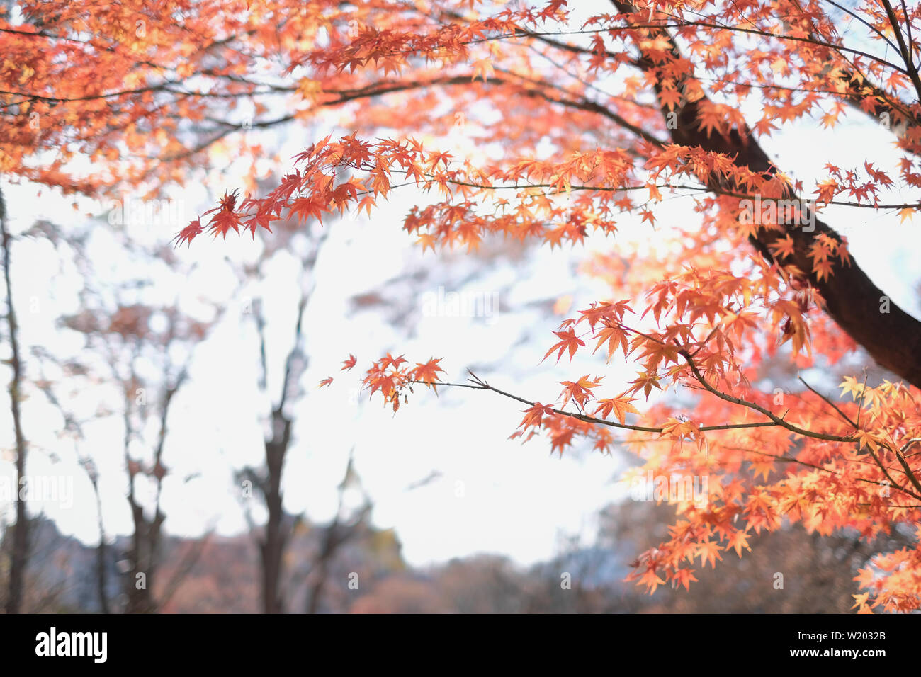 Maple tree in autumn season background Stock Photo - Alamy