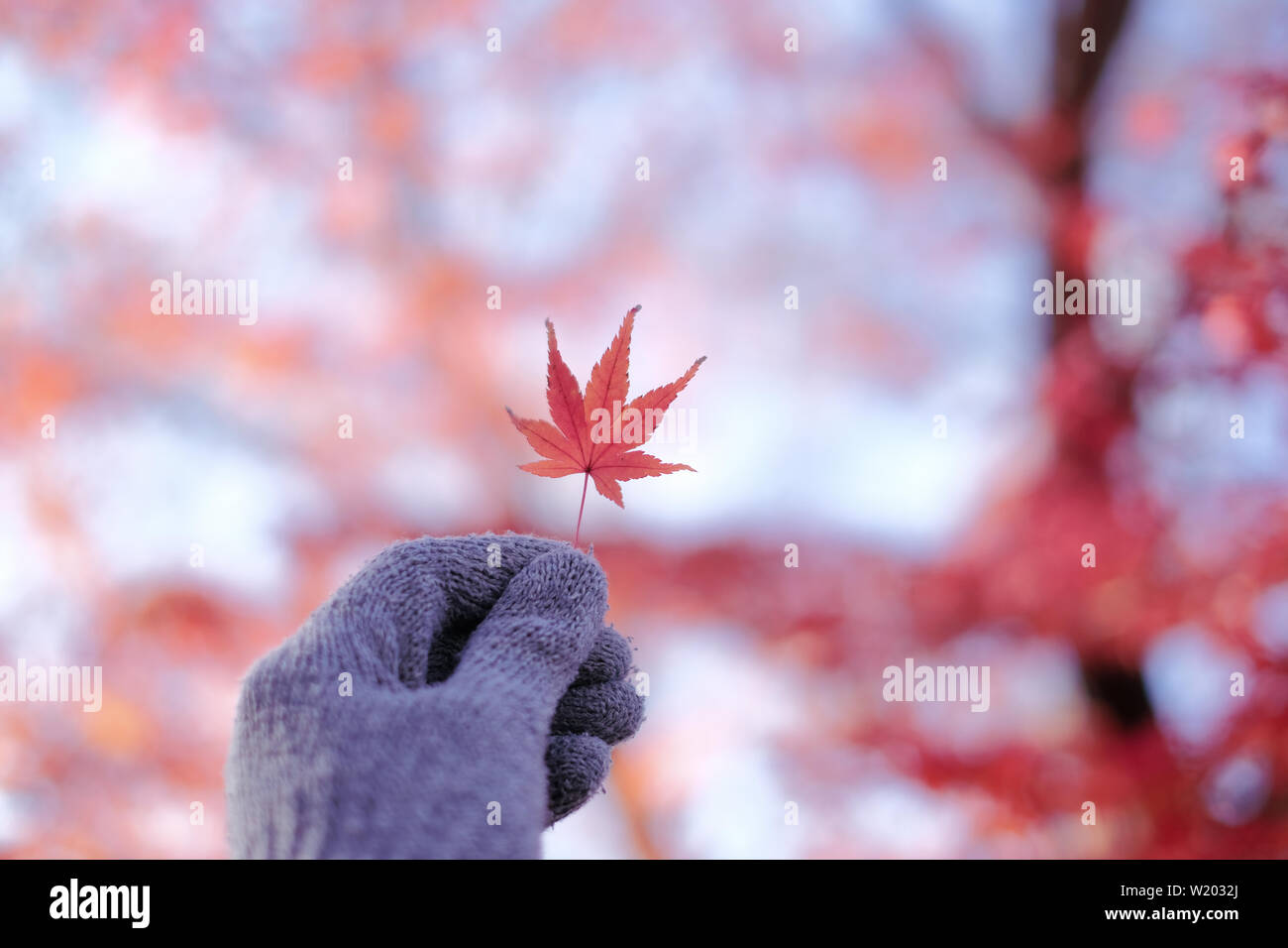 Hand holding maple leaf hi-res stock photography and images - Alamy
