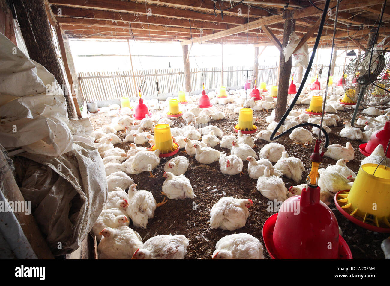 Indoors white chicken farm, chicken feeding Stock Photo - Alamy