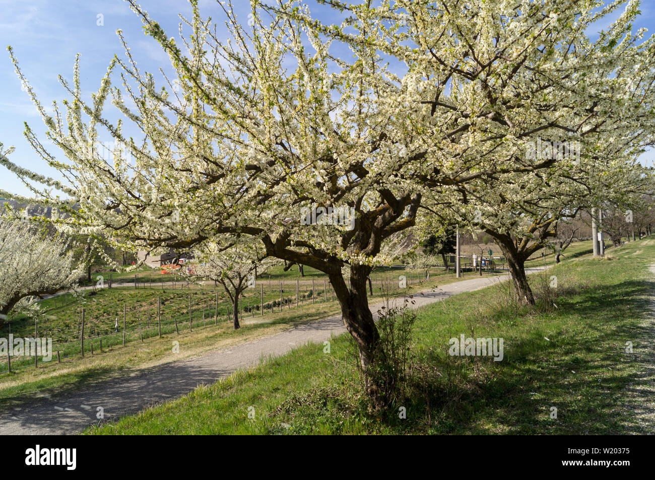 Cherry tree walk hi-res stock photography and images - Alamy
