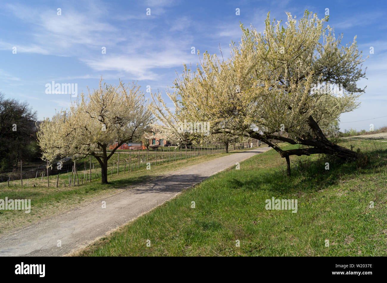 Cherry tree walk hi-res stock photography and images - Alamy