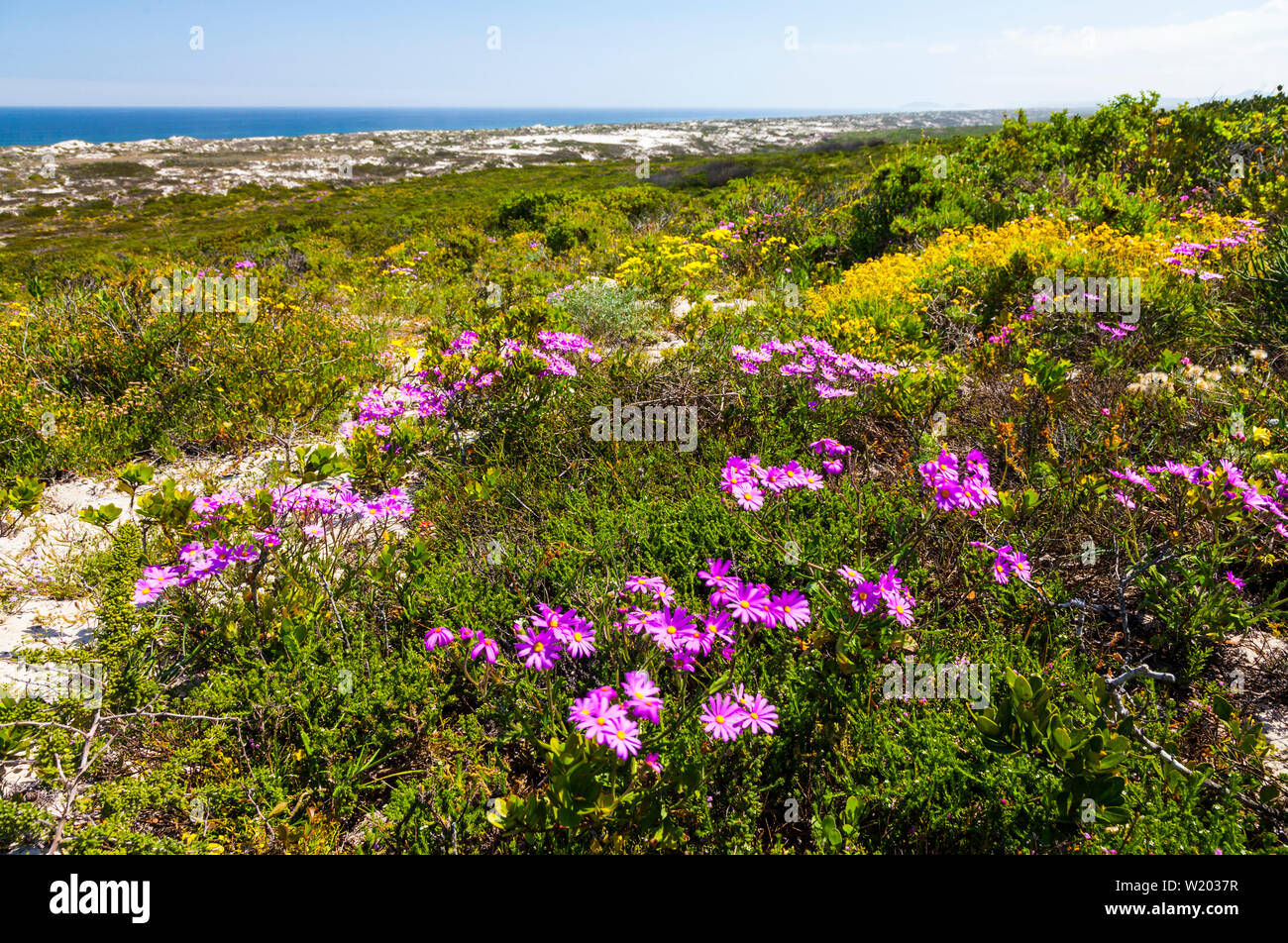 Wildflowers,Postberg Trail, West Coast National Park, Western Cape ...