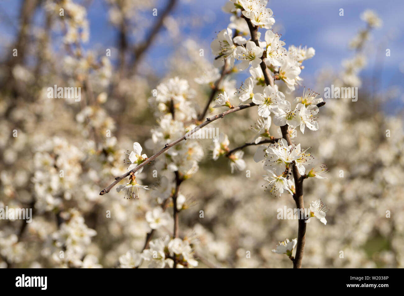 White blooming wild cherry hi-res stock photography and images - Alamy