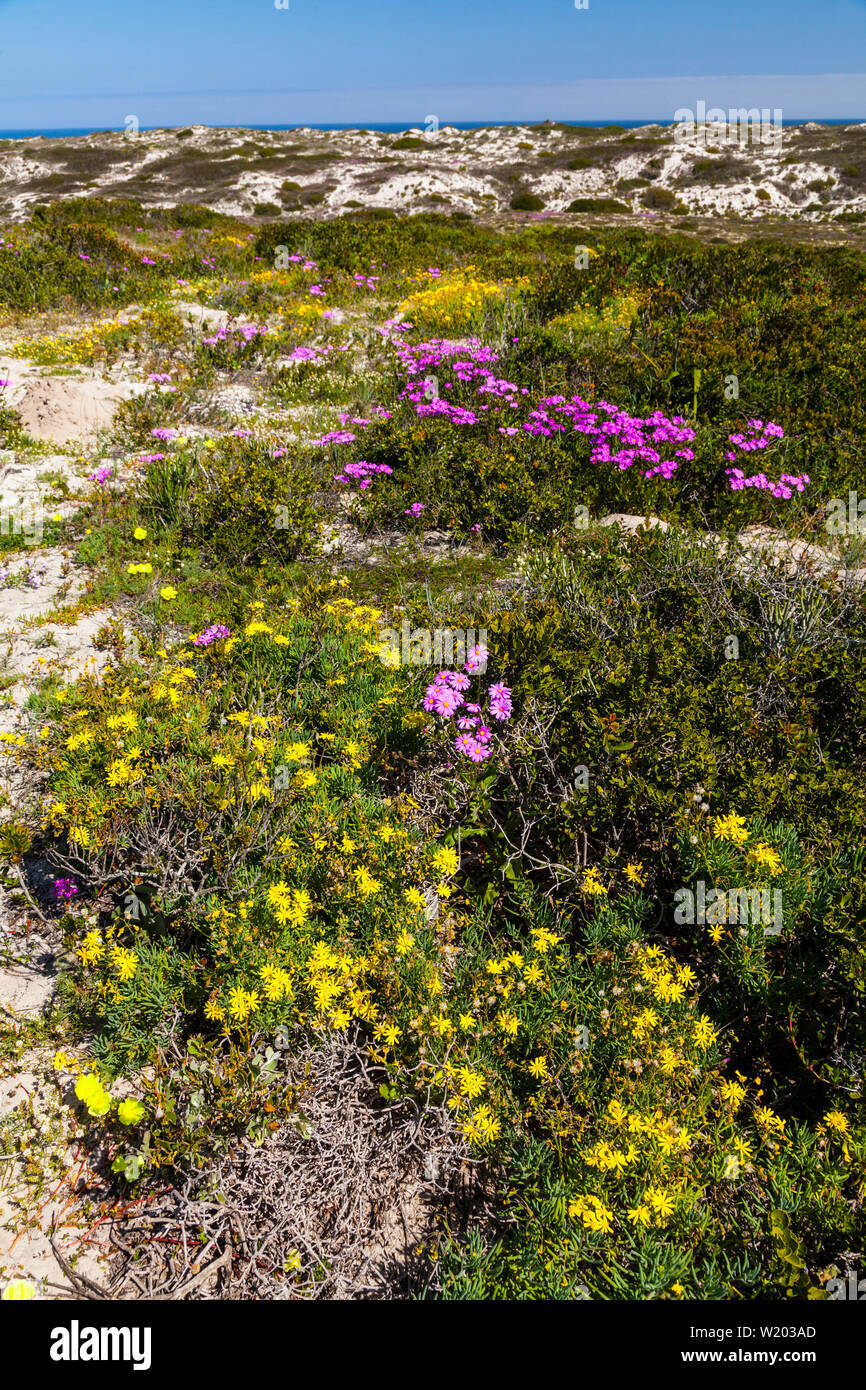 Wildflowers,Postberg Trail, West Coast National Park, Western Cape ...