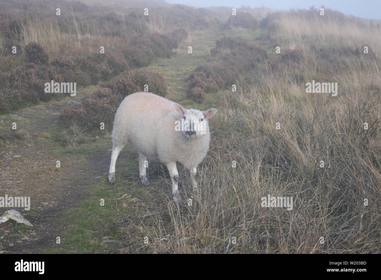 A sheep in the mist on the Shropshire Hills. Healthland on the ...