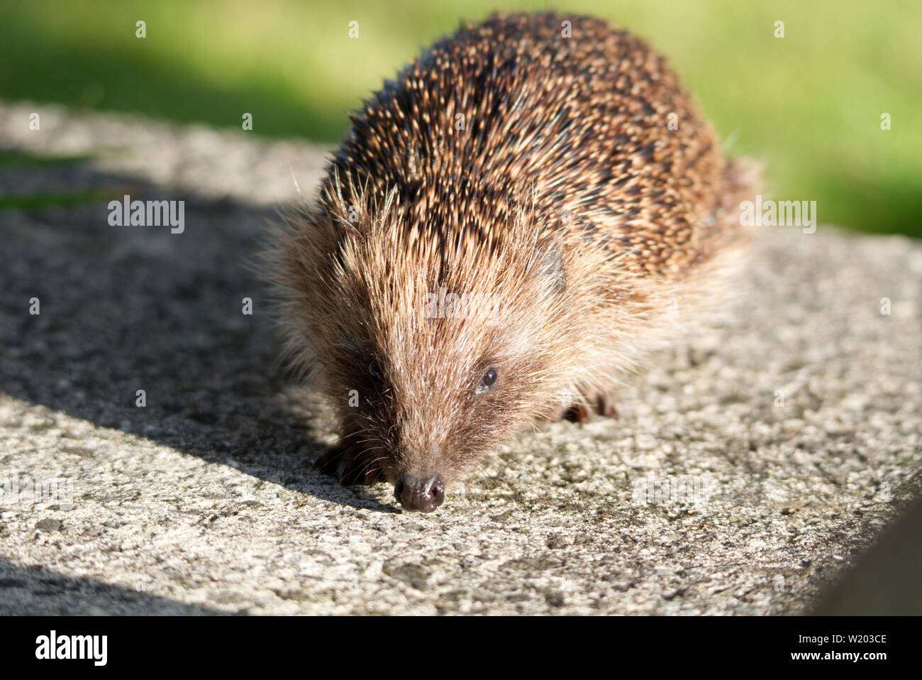 Uk hedgehog hi-res stock photography and images - Alamy