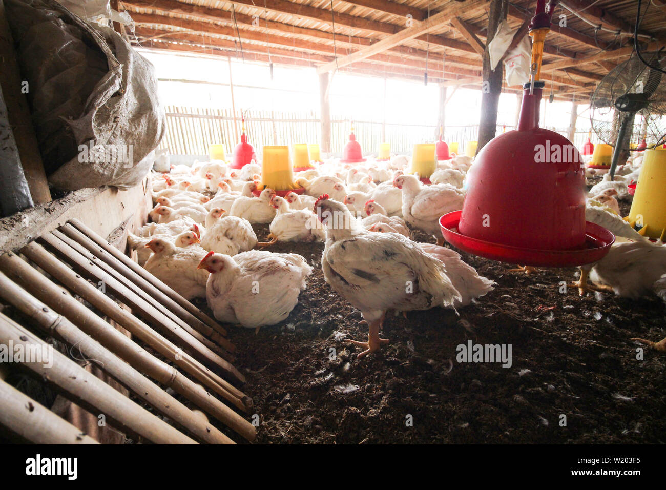 Indoors white chicken farm, chicken feeding Stock Photo - Alamy