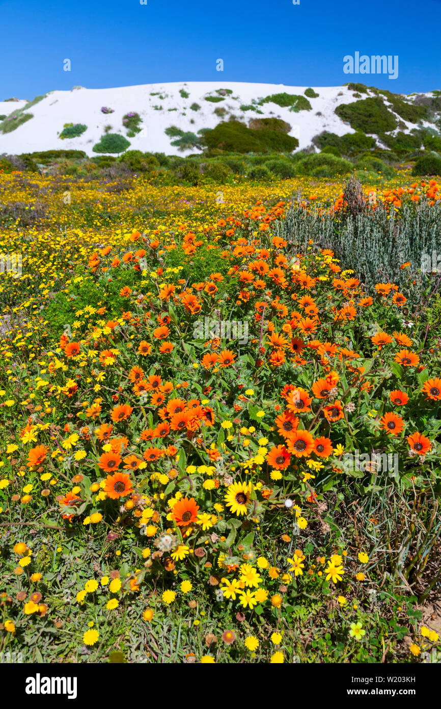 Wildflowers,Postberg Trail, West Coast National Park, Western Cape ...