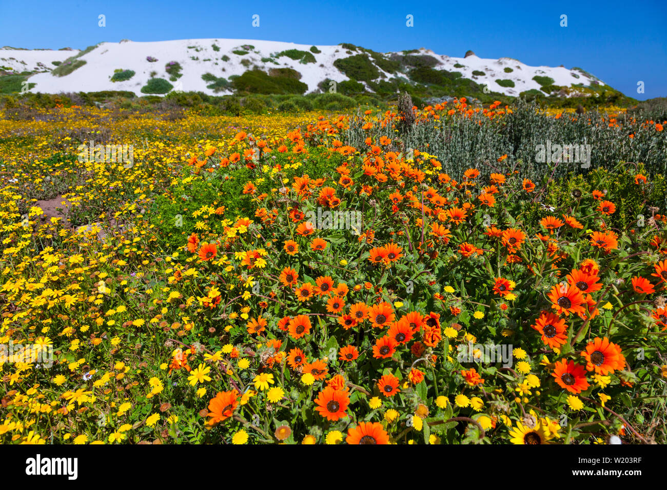 Wildflowers,Postberg Trail, West Coast National Park, Western Cape ...