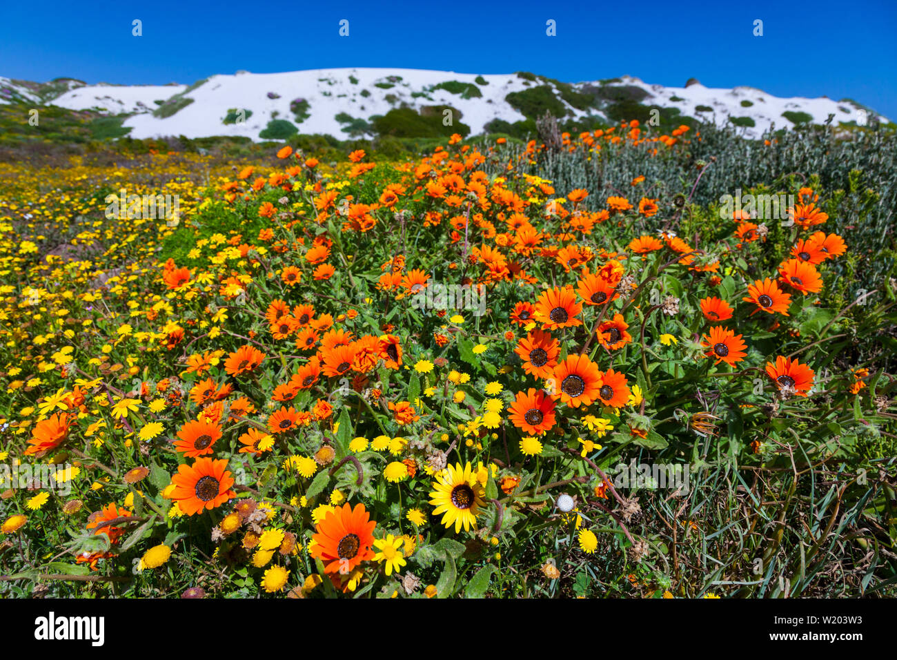Wildflowers,Postberg Trail, West Coast National Park, Western Cape ...