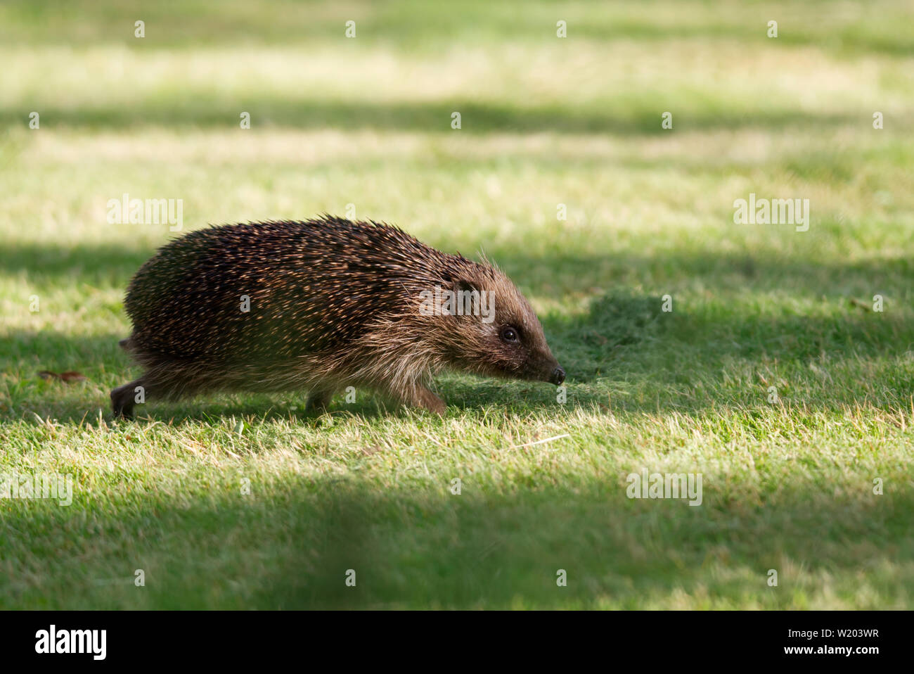 Uk hedgehog hi-res stock photography and images - Alamy