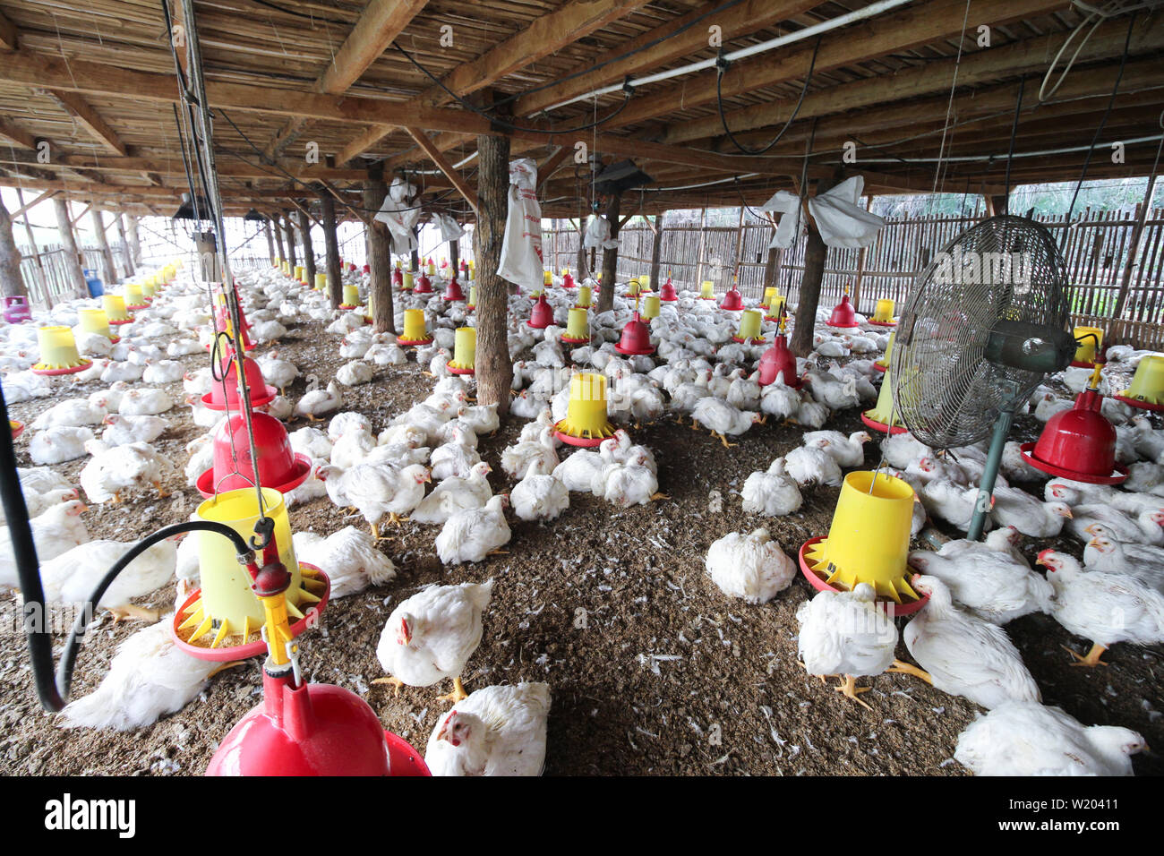 Indoors white chicken farm, chicken feeding Stock Photo - Alamy