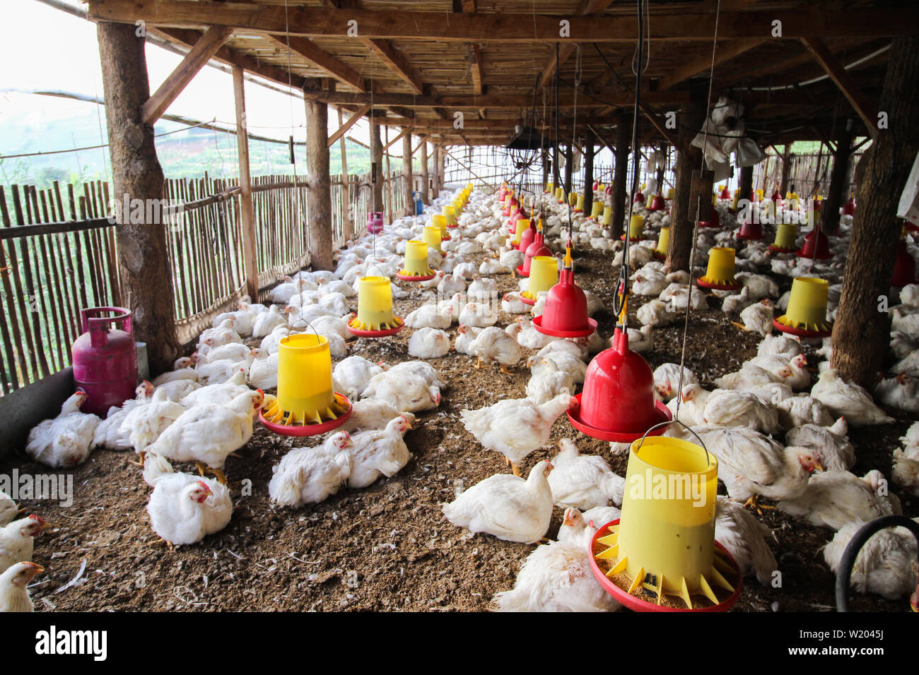 Indoors white chicken farm, chicken feeding Stock Photo - Alamy