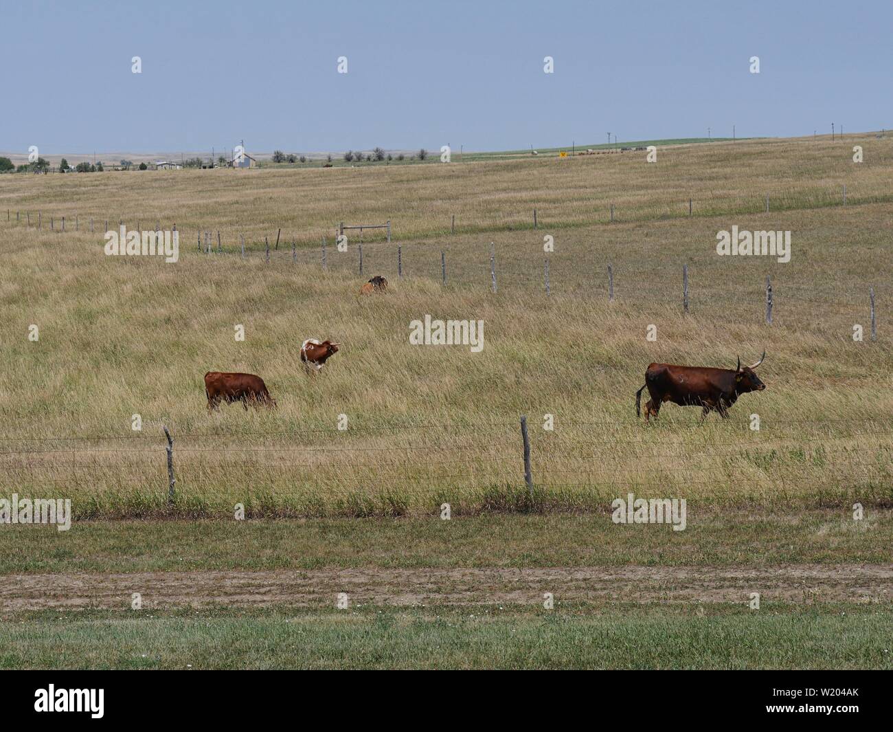 Medium wide shot of a farmland enclosed by barbed wire fences with cows ...