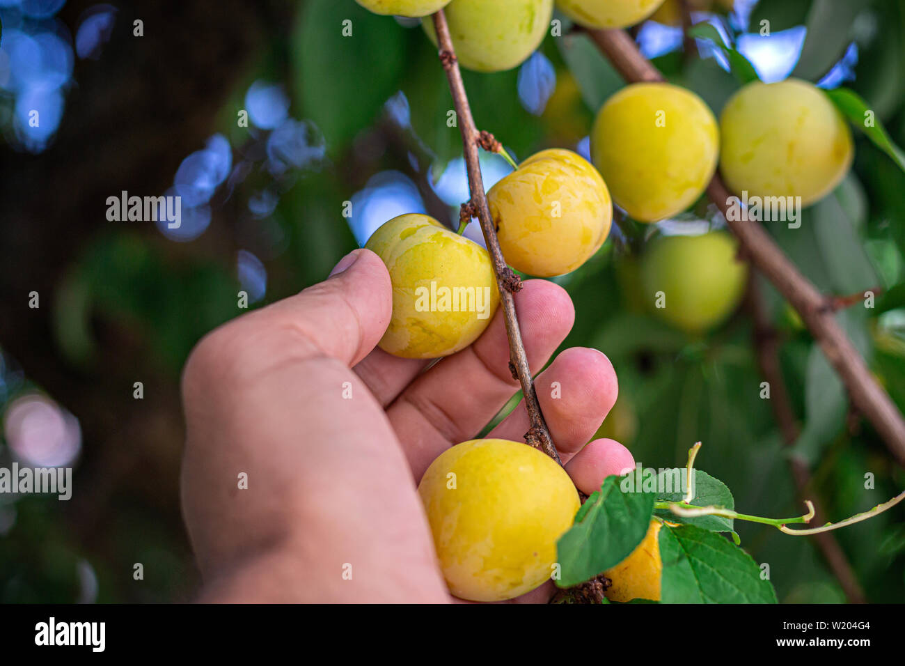 A man picking fruit from the tree, orchard, healthy food Stock Photo ...