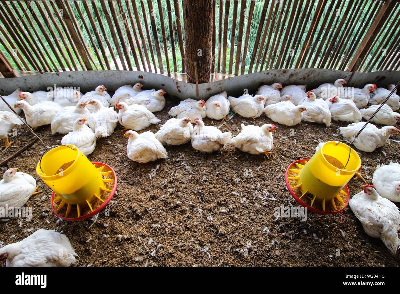 Indoors white chicken farm, chicken feeding Stock Photo - Alamy