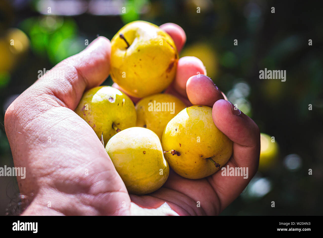 A man picking fruit from the tree, orchard, healthy food Stock Photo ...