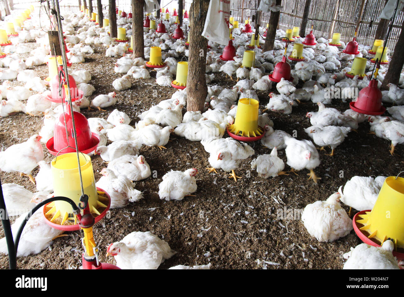 Indoors white chicken farm, chicken feeding Stock Photo - Alamy
