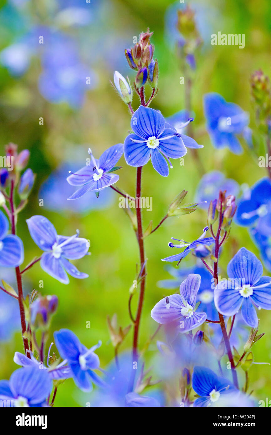 Germander Speedwell Veronica Chamaedrys
