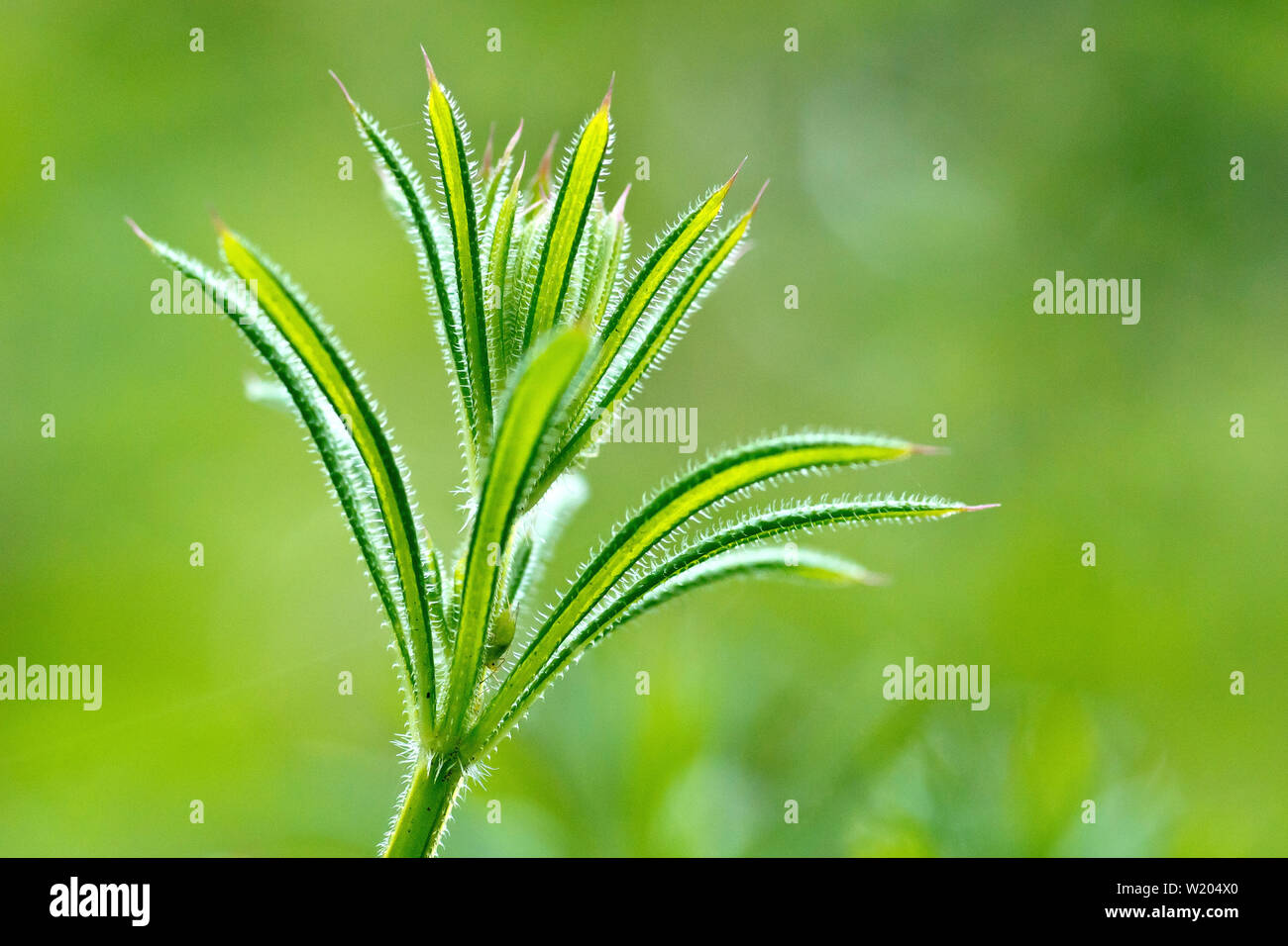 Cleavers Goosegrass Or Sticky Willie Galium Aparine Close Up Of The Tip Of The Plant Showing