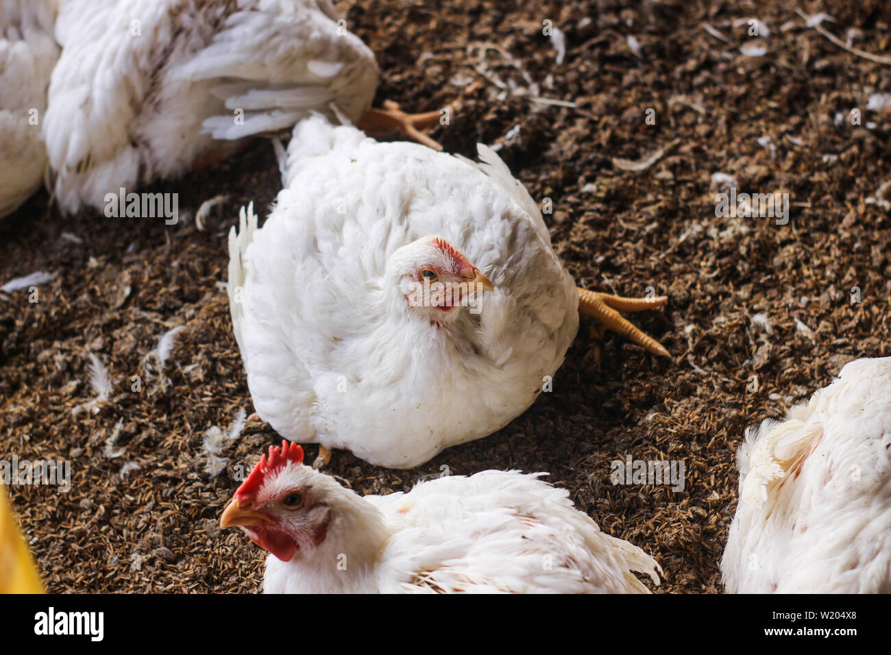 Indoors white chicken farm, chicken feeding Stock Photo - Alamy