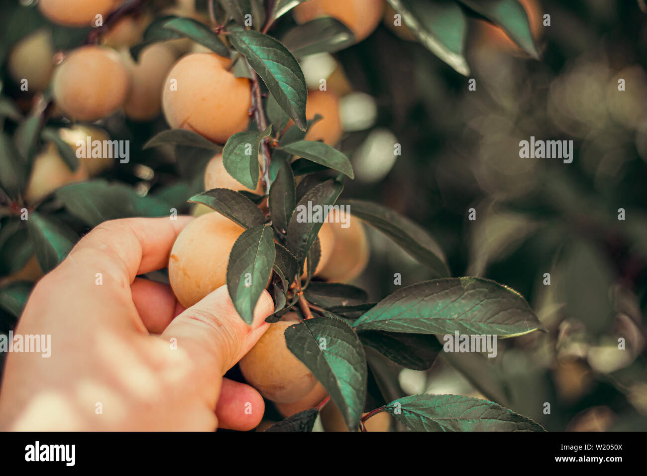 A man picking fruit from the tree, orchard, healthy food Stock Photo ...