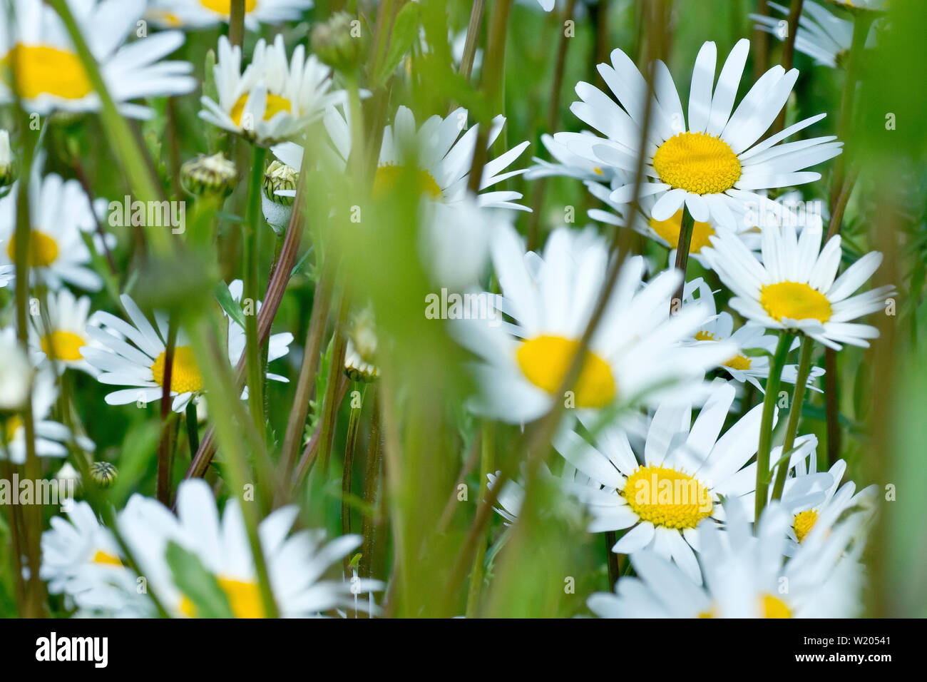 Dog in flowers hi-res stock photography and images - Alamy