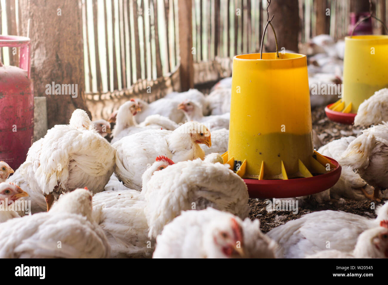 Indoors white chicken farm, chicken feeding Stock Photo - Alamy
