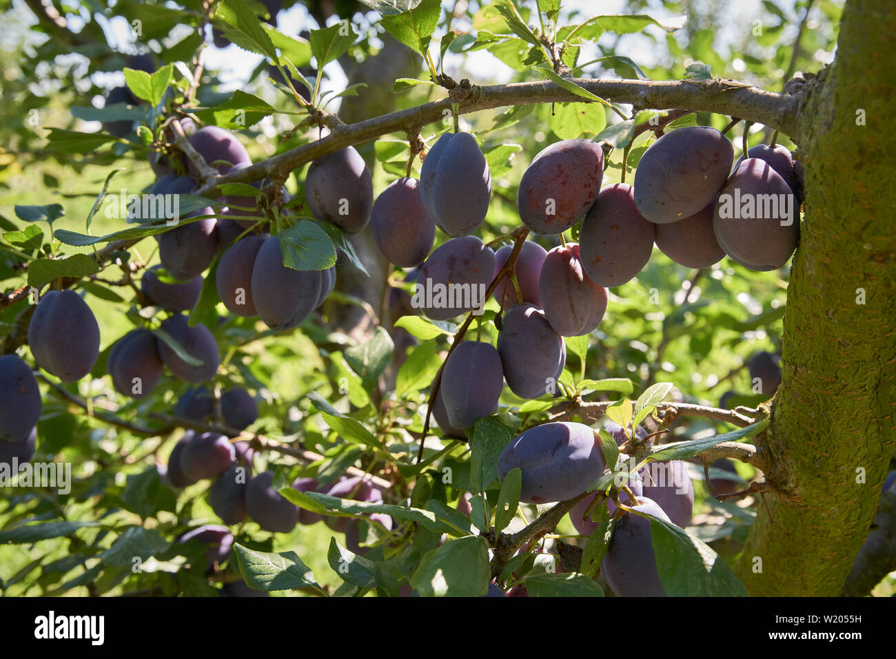 Plum tree farm hi-res stock photography and images - Alamy