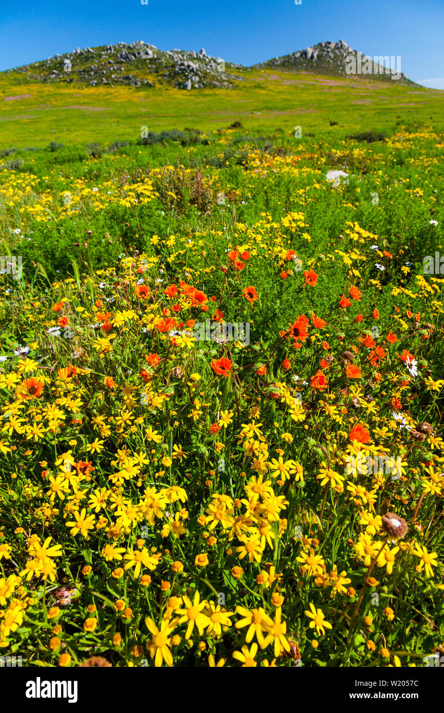 Wildflowers, Postberg Trail, West Coast National Park, Western Cape ...