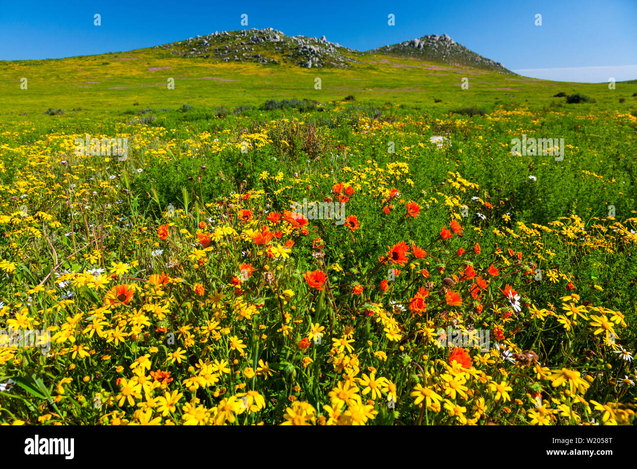 Wildflowers, Postberg Trail, West Coast National Park, Western Cape ...