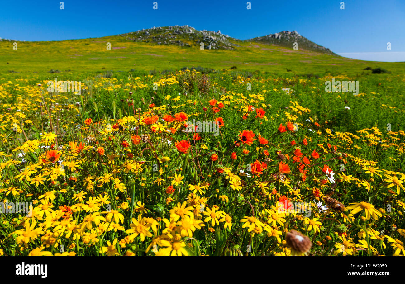 Wildflowers, Postberg Trail, West Coast National Park, Western Cape ...