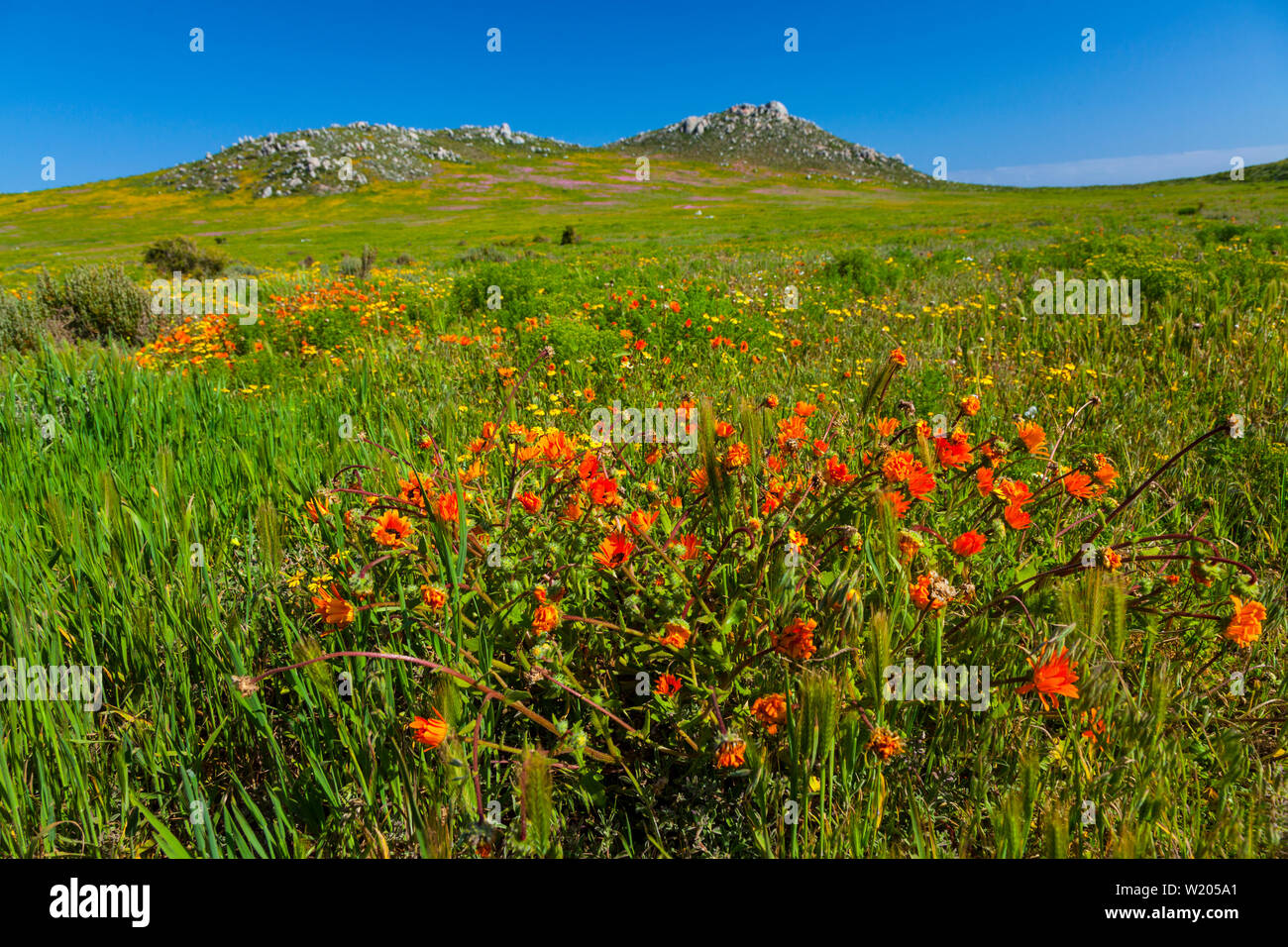 Wildflowers, Postberg Trail, West Coast National Park, Western Cape ...
