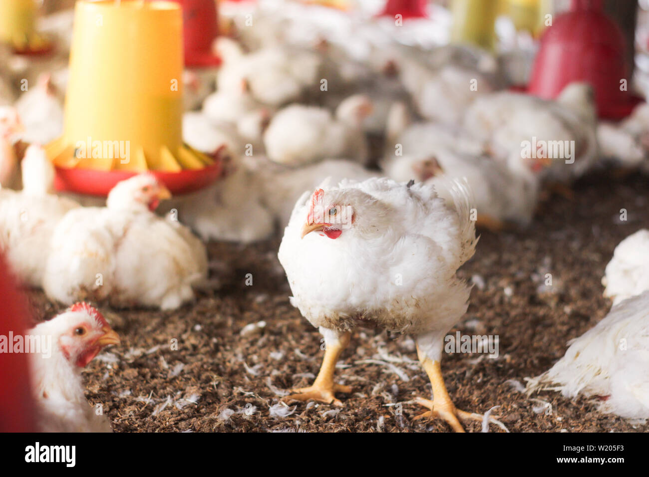 Indoors white chicken farm, chicken feeding Stock Photo - Alamy