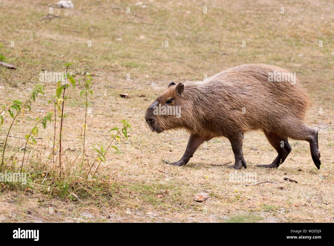 Capybara in the run in a clearing Stock Photo - Alamy