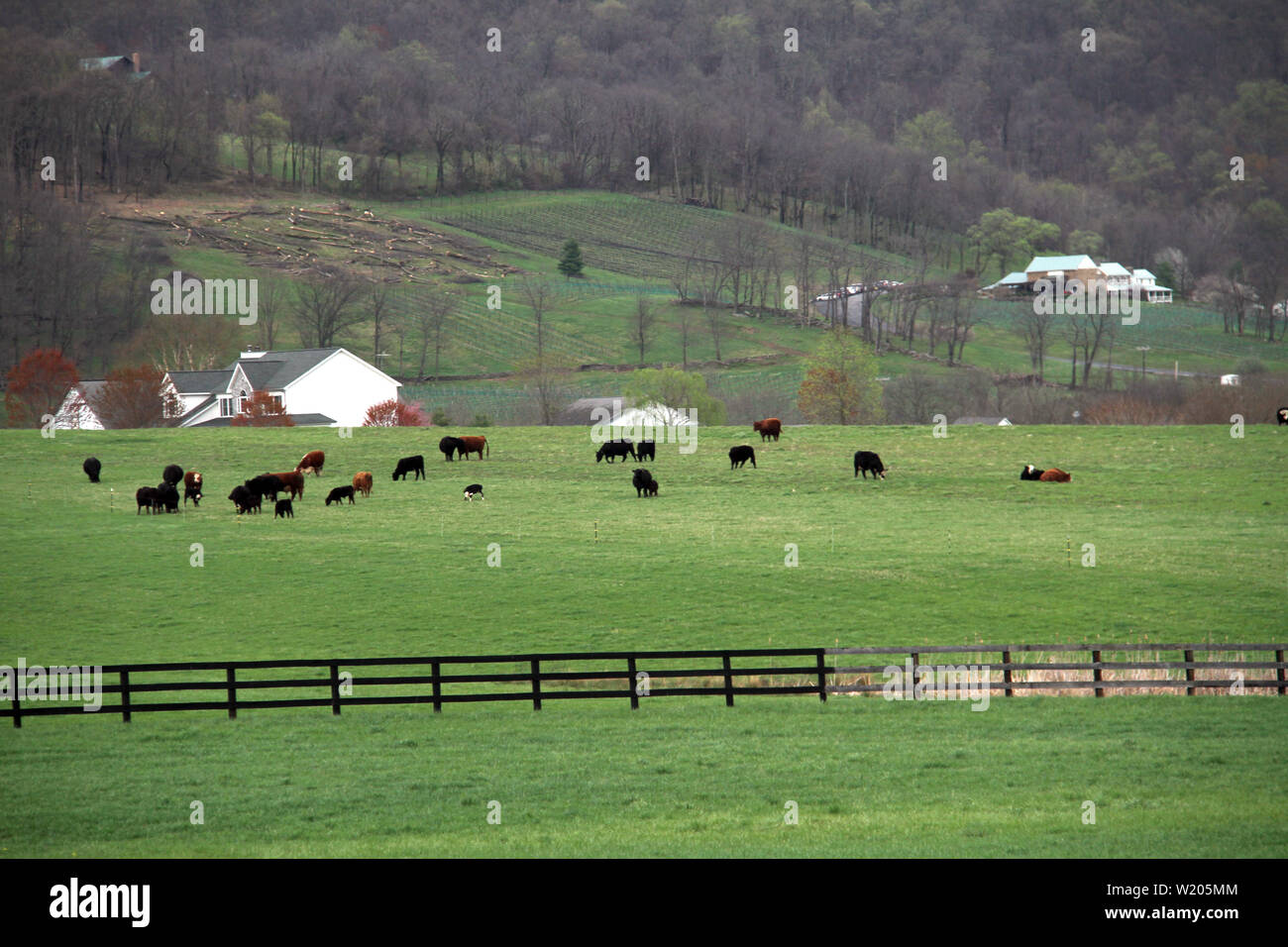 Pennsylvania dairy farm hi-res stock photography and images - Alamy