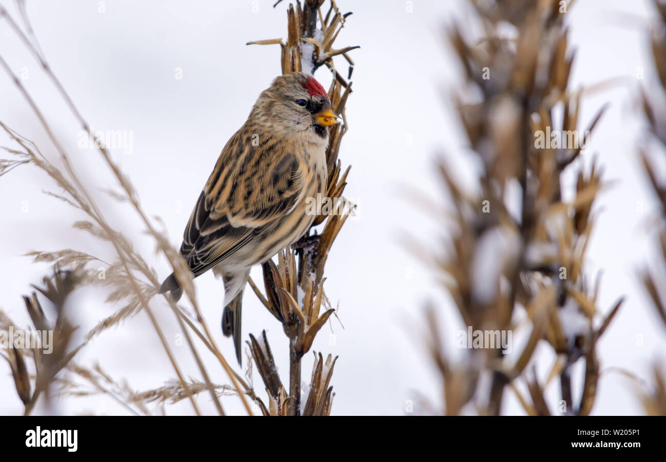 Common feeds in winter hi-res stock photography and images - Alamy