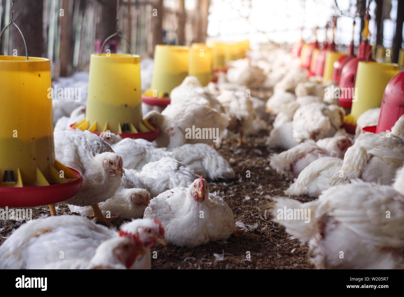 Indoors white chicken farm, chicken feeding Stock Photo - Alamy