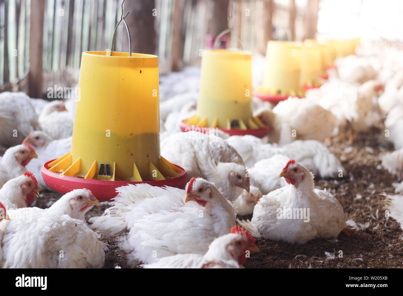 Indoors white chicken farm, chicken feeding Stock Photo - Alamy
